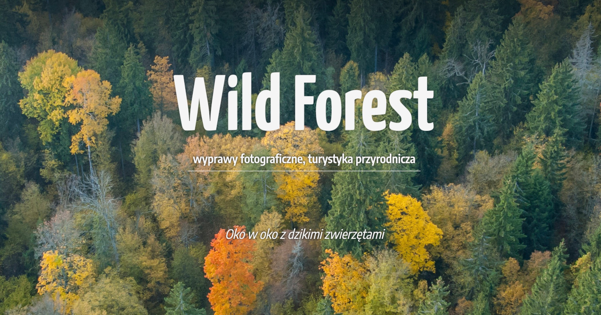 WildForest – wyprawy fotograficzne